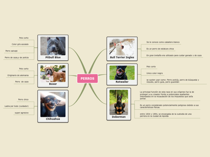 PERROS - Mind Map